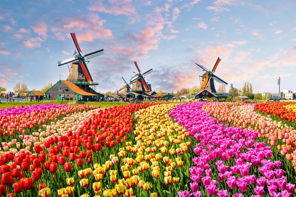 Dutch Tulip Mania of 1630s | upnotes