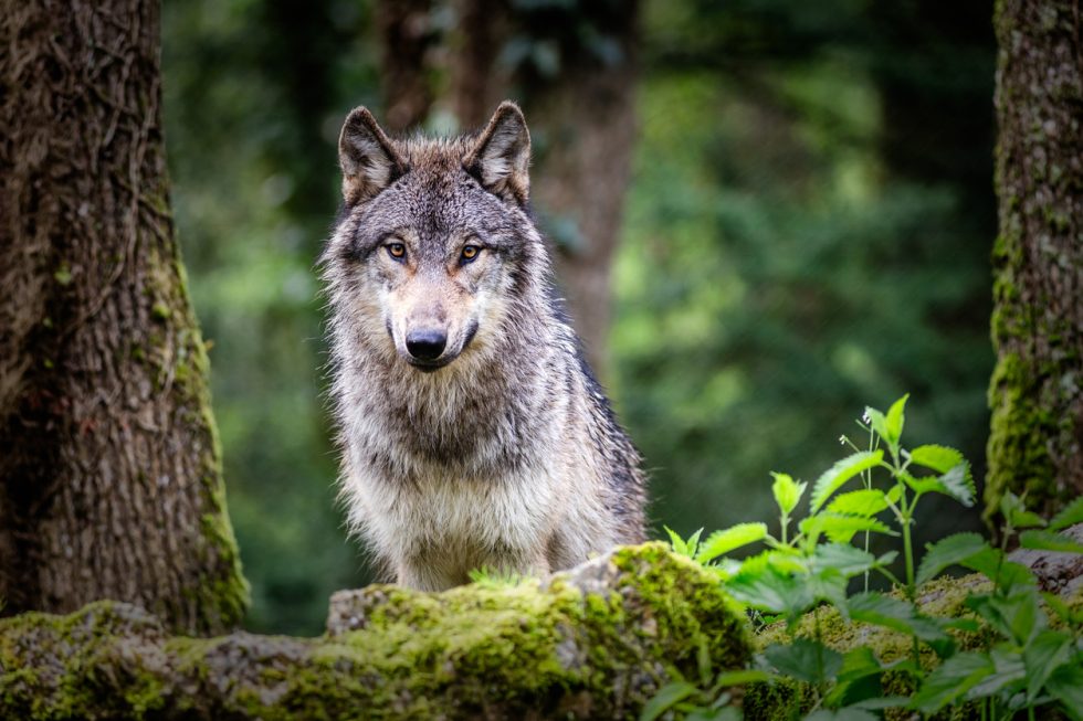 Feed the Good Wolf | upnotes